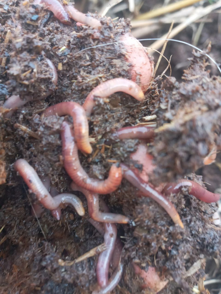 Sifatli biogomus mahsulotlari