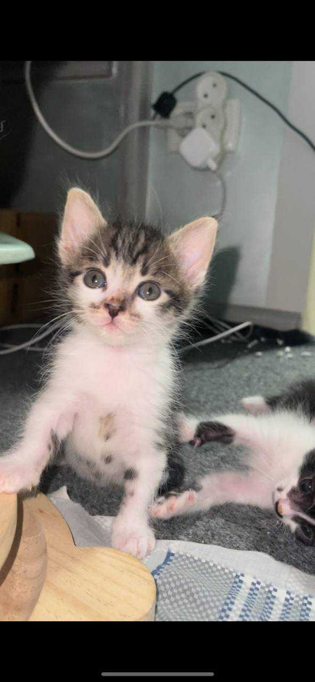 Отдам котят любящих животных людям