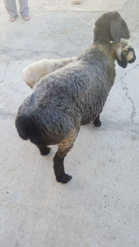 Moda qòylar sotiladi