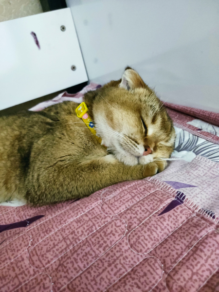 Scottish fold Scottish strayt