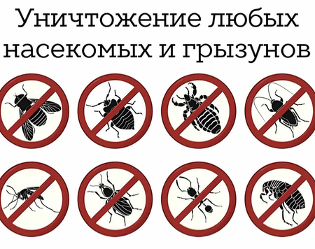 Dezinfeksiya klop tarakan Дезинфекция, клопов, тараканов крысы мыши