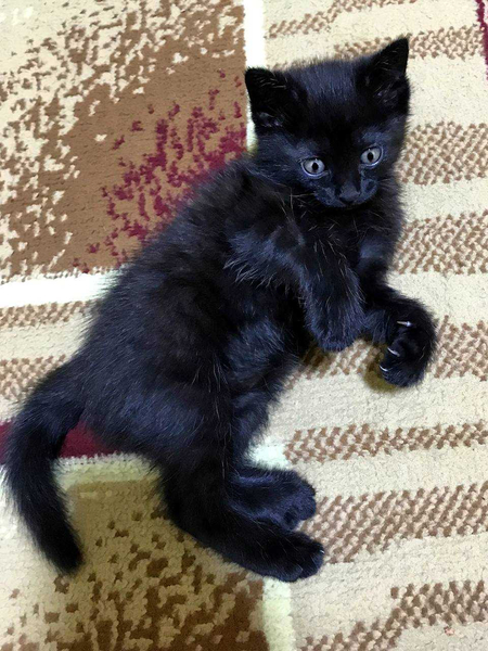 Отдам котенка мальчика