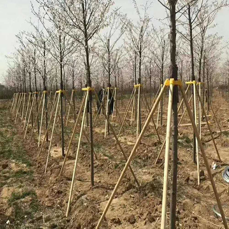 Опора для растущих деревьев