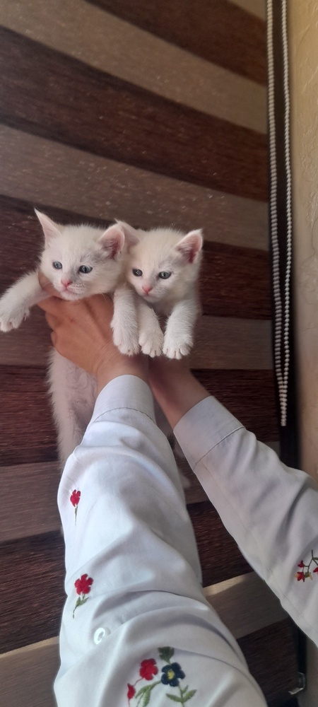 Продаётся турецкий ангора