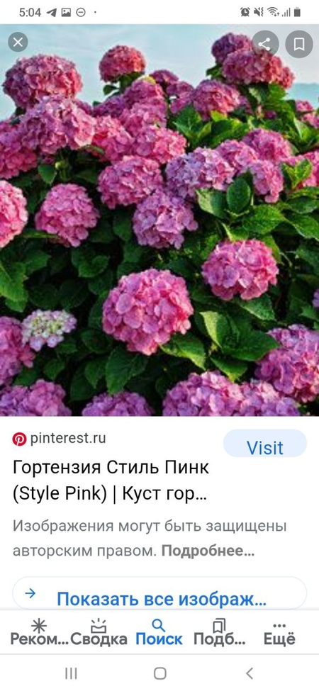 Гортензия крупно листовой