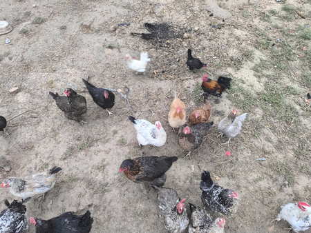 Продаются домашние курицы