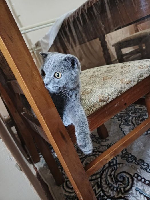 Scottish fold чистокровный