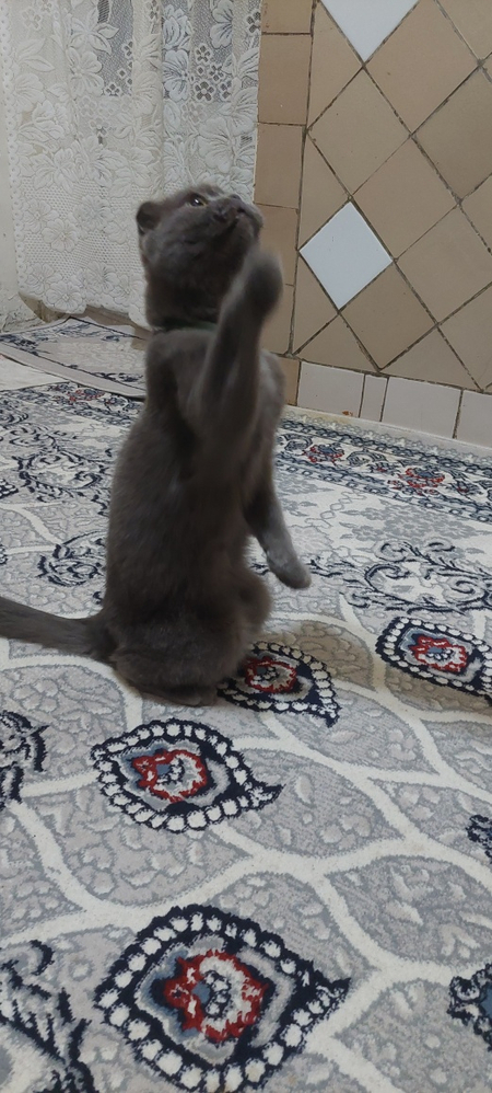 Породистий котёнок
