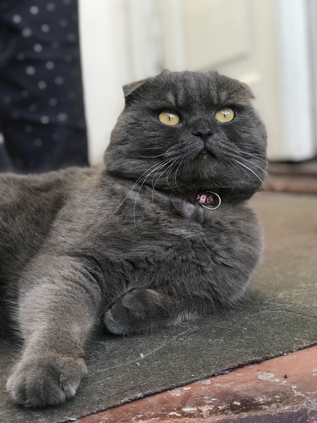 Вязка кота