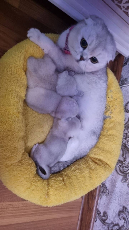 Шиншила болалари