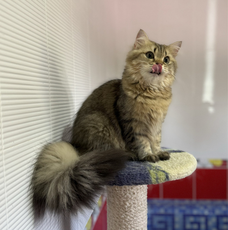 Британский котик
