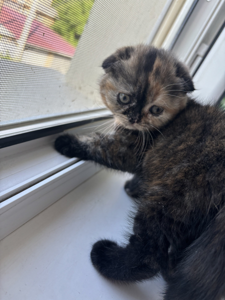 Продам котят
