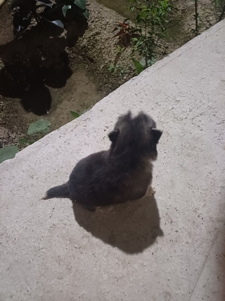Husky iti 100% toza