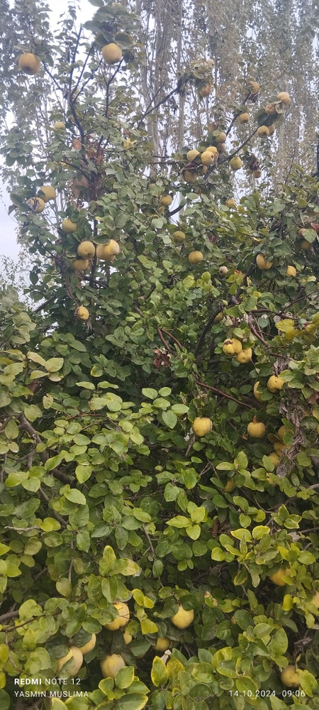 Айва (Бехи) Келишилган нархларда