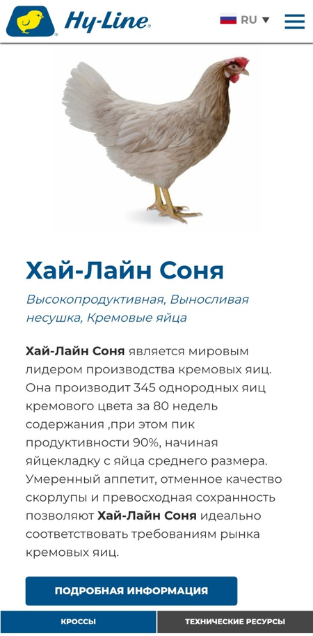 Цыплята кур несушек Хай Лайн. Жужалар тухум йуналишида. Jojalar.
