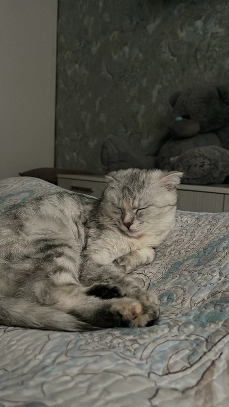 Продается кошка