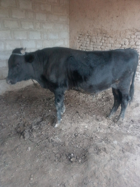 Qora buqa sotiladi
