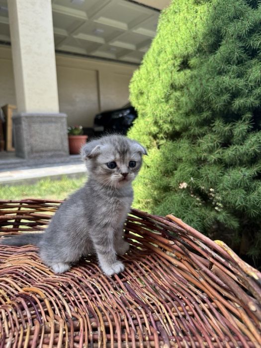 Продаются котята, скотиш фолд