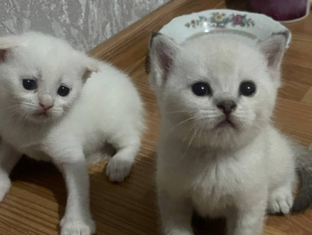 Котики скоттиш страйт/фолд