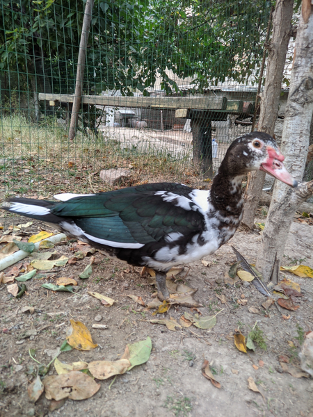 O'rdaklar sotiladi