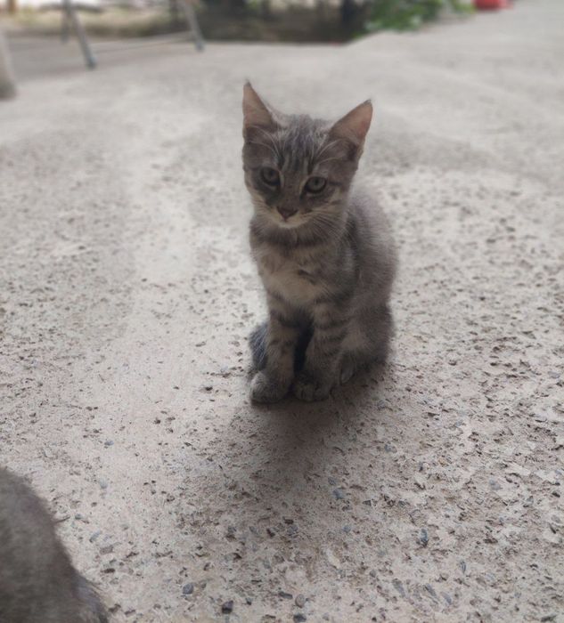 Отдам котёнка в хорошие руки домашние
