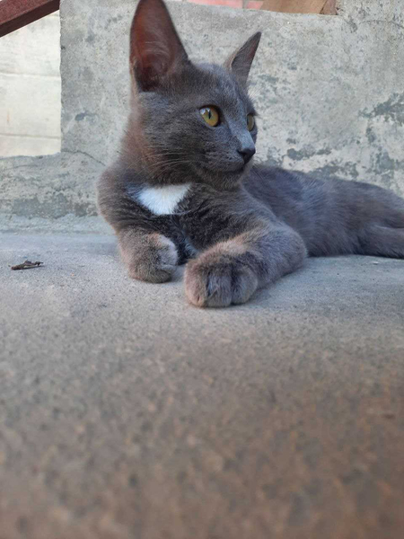 Mushuk bola sotiladi. Ko'rinishi Russian Blue va Skotish Strayt kabi.