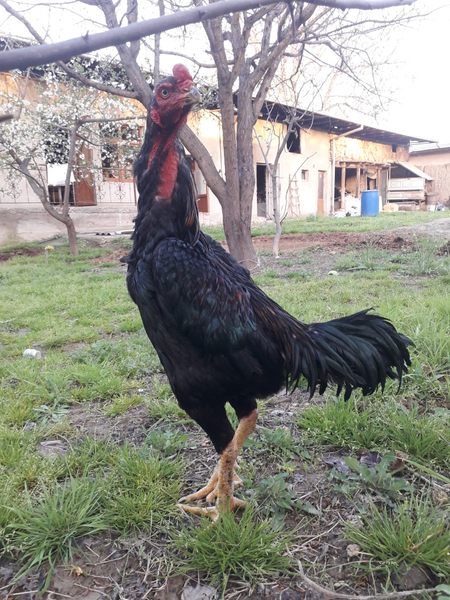 1 tulle sotiladi