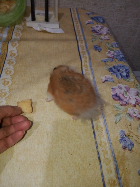 Хомячки ангорские