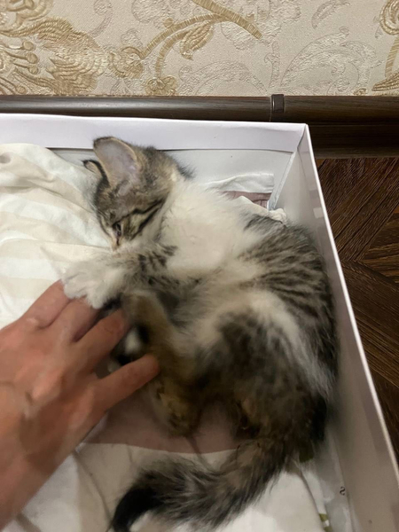 Котенок бесплатно в хорошую семью