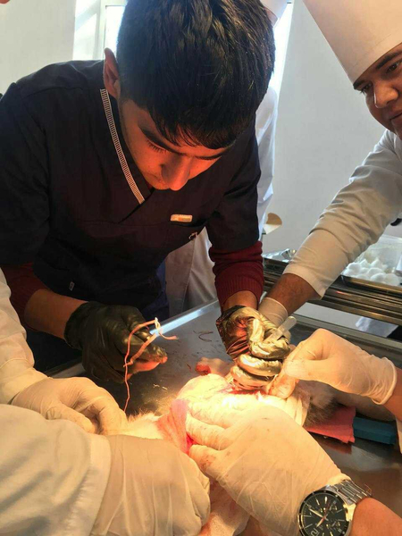 Veterinar xizmati