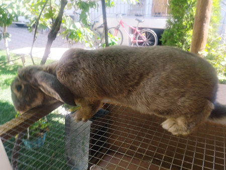 Куйон заец барашка