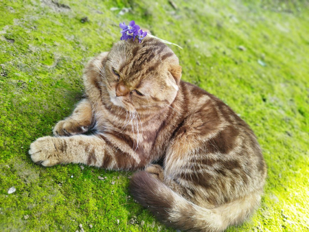 Шотландский Скотиш Фолд (Чистокровный)