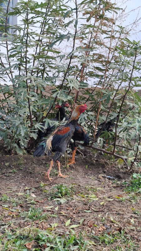 1 yosh dakan xo\\\'roz Payariqda turipti
