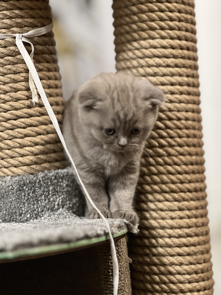 Продается скоттиш фолд