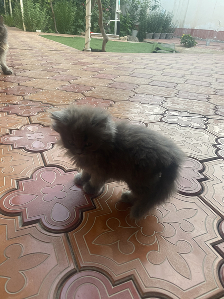 Котенок вислоухий