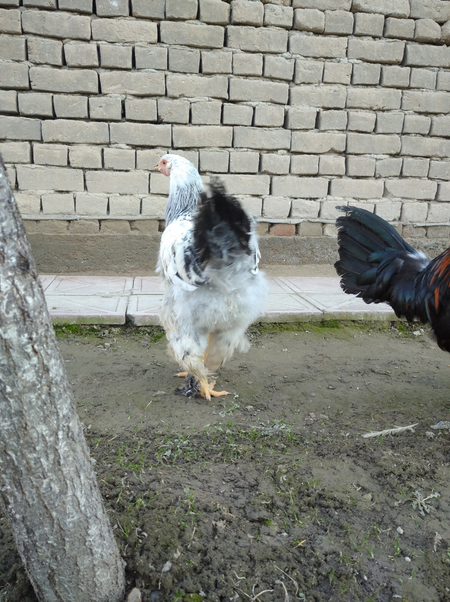 Индюки и кур, докан чисто корейс и турк