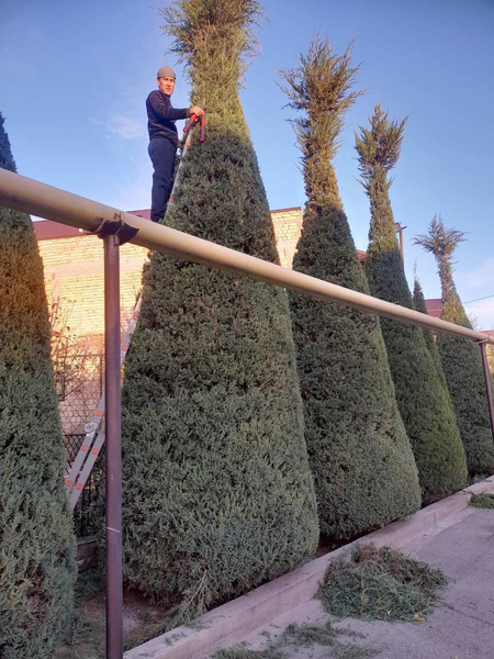 Archa strechka qilamiz ekamiz