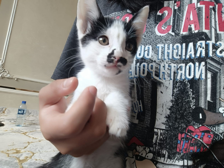 котенок, мальчик