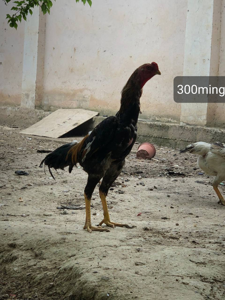 dakan tovuqla sotuvda boqishga odam yóq hamasi tuhumda