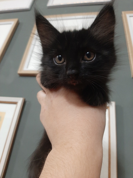 Котята, даю бесплатно, здровые и ухоженные