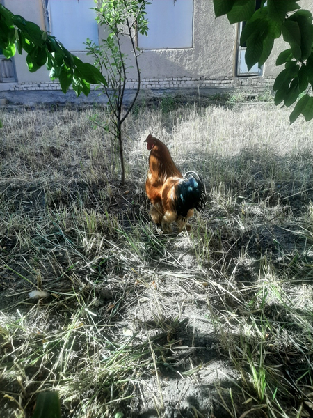 Brama xoroz sotiladi