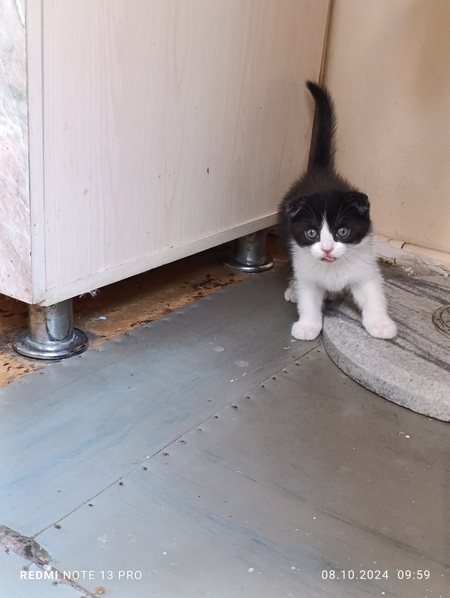Продам вислоухих котят