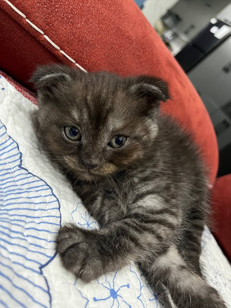 Котята Скоттиш фолд и страйт