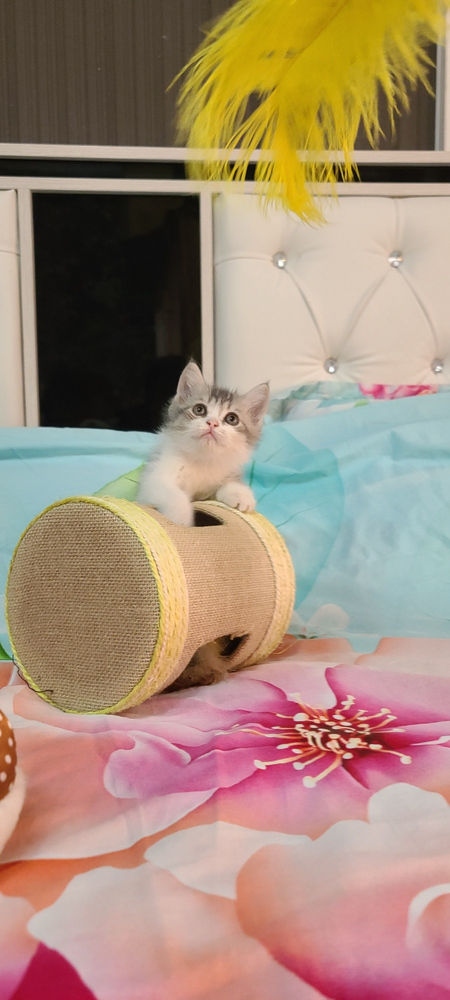 Продаётся породистий котята Страйт.