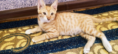 продается котёнок