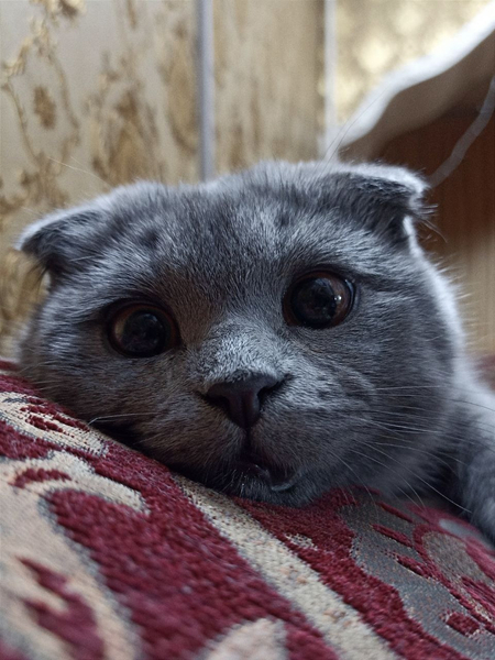 Кот британский скотиш фолд 1 год есть паспорт