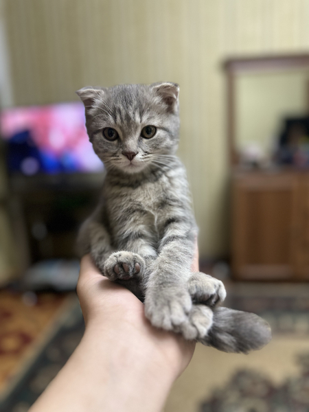 Скотиш фолд (МУЖИК)