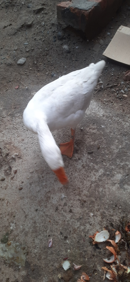 G‘oz sotiladi 1 juft
