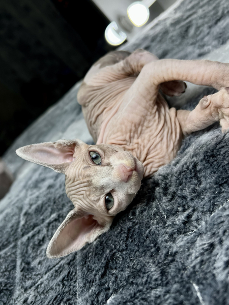 Котёнок сфинкс