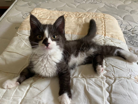 Котята в добрые руки !